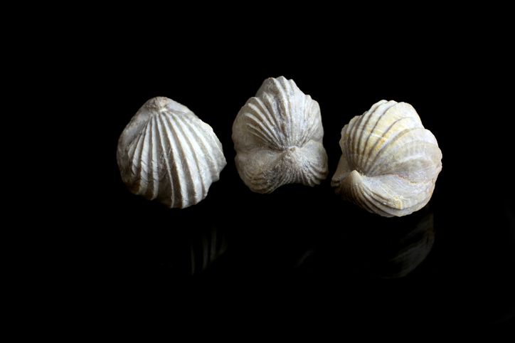 Curiositats | EL MUSELL