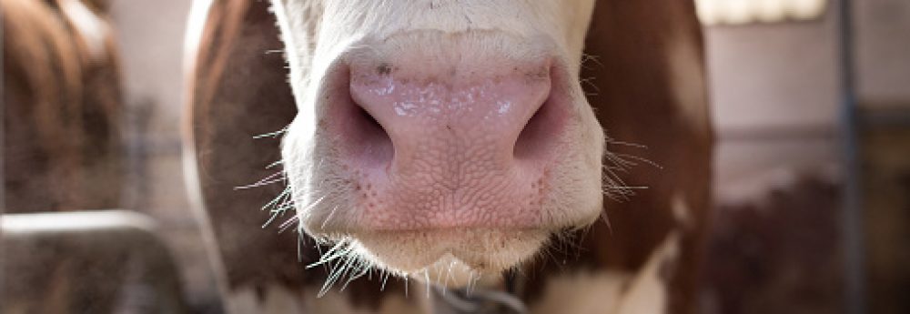 Activitats | EL MUSELL